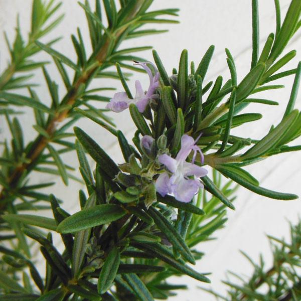 イタリア産の香りのよい料理品種です。幅広の葉で強健種。剪定後の回復の早い点も特徴です。花は淡いブルーです。半耐寒性ですので、冬季はマイナス5度以下にならないように管理してください。※詳しい商品説明は下のほうに記載があります