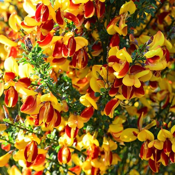 春に蝶のような小花を細い枝にいっぱい咲かせる落葉低木です。一般的なのは黄色の花のエニシダですが、ホホベニは花の下部が赤に染まる華やかな美しい花です。生育旺盛で2年も経てば大株になります。日当たりよく、暖かく、乾燥気味の場所を好みます。庭木、...