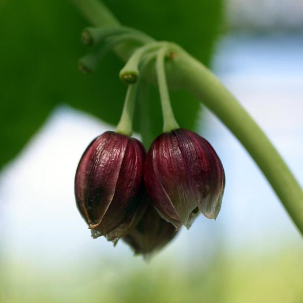 ハッカクレンは中国、台湾などに自生する多年草。八角形の手のひら状に広がる葉が特徴です。別名ミヤオソウとも呼ばれます。丈は低めで、二股部に花が咲きます。※詳しい商品説明は下のほうに記載があります