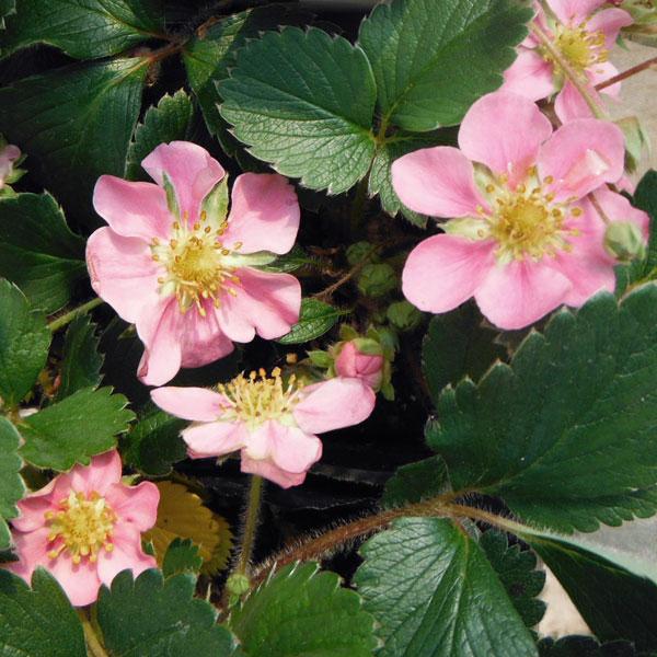 ピンク色のかわいい花をつけます。ランナーを伸ばして増殖します。実は赤実です。花壇、鉢植え、寄せ植えなどでお楽しみください。寒さにあてることにより花芽がつき、開花・結実します。実もワイルドストロベリーのように利用できます。葉はよく乾燥させて、...