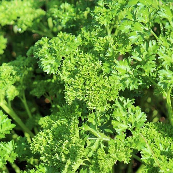 パラマウントはパセリの中でも暑さや寒さ、病気に強い品種で、生育旺盛で栽培は容易です。葉は濃緑色でちぢみが強く、しっかりした厚味のある葉となり、夏もカールが粗くならないので料理の飾りにもおすすめ。生育旺盛な多収品種です。成長してきたら下の葉か...