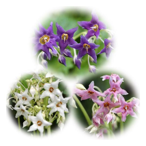 ★入荷から日数が経ったためセール価格となりました。商品の状態は画像と異なる場合があります。★日陰の湿った岩場に生える多年草。葉がタバコににていることからこの名前があります。日本、台湾、中国に分布し、初夏から夏にかけて花を咲かせます。※詳しい...