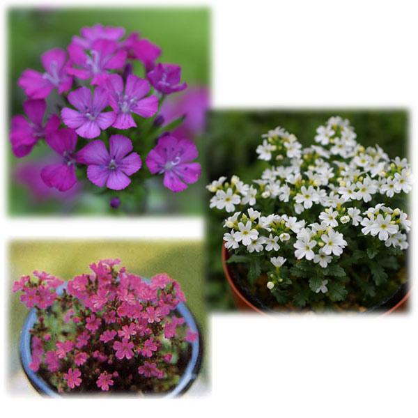 ピレネー山脈、ヨーロッパアルプスの高山帯の岩場や草地に生える多年草。春にサクラソウを小さくしたような紫の可憐な花を咲かせます。高温多湿は苦手なので、夏は涼しく管理してください。鉢植え、花壇、ロックガーデンに適しています。※詳しい商品説明は下...