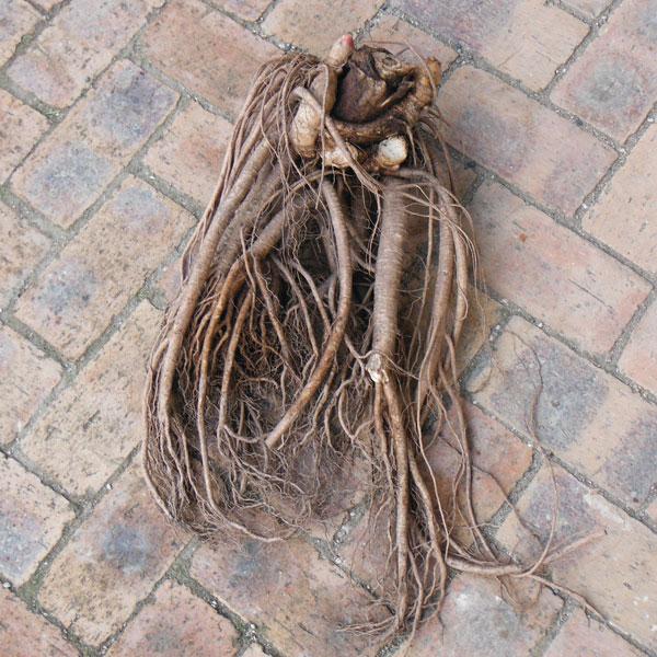 うど作り名人の農家さんたちが作った、大きなうどの苗です。軟化うど作りに挑戦してみませんか？山うどの素掘株、多数の芽付き株を裸苗でお届けします。なるべく大きな鉢に植え、ダンボールなどをかぶせて遮光して育てると、立派な軟化うどがたくさん収穫でき...