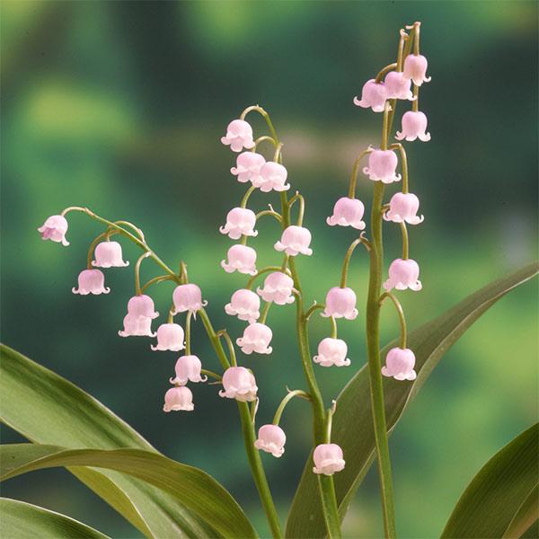 かわいい花を咲かせるスズランの桃花種です。幸せの花色と香りを運ぶ春の花。半日陰の場所を好みます。鉢植えや庭植えに。花色は個体や栽培環境によって若干濃さが異なりますが、淡いピンク色です。※詳しい商品説明は下のほうに記載があります