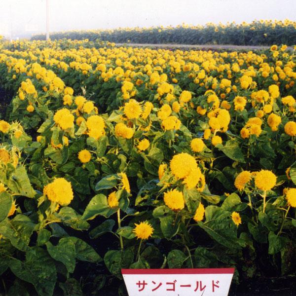 種　タネ　夏を代表する花、ひまわり。全国各地の道路沿線や公園の花壇、イベント会場に欠かせません。※詳しい商品説明は下のほうに記載があります