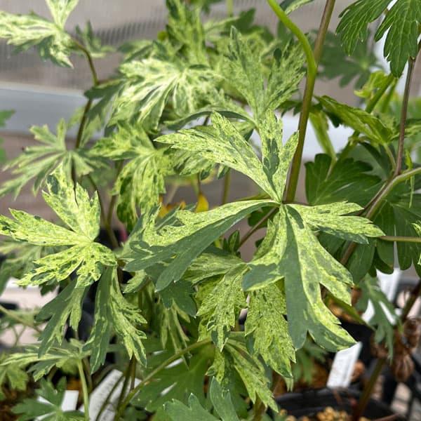 庭植えで人気の宿根草です。夏に烏帽子のような形のエレガントで気品あふれる花を咲かせます。半陰地のボーダー花壇や自然風な庭園に適しています。切花にも最適です。根は漢方薬などに利用されますが、猛毒アルカロイドを含むので食用にしないようご注意くだ...