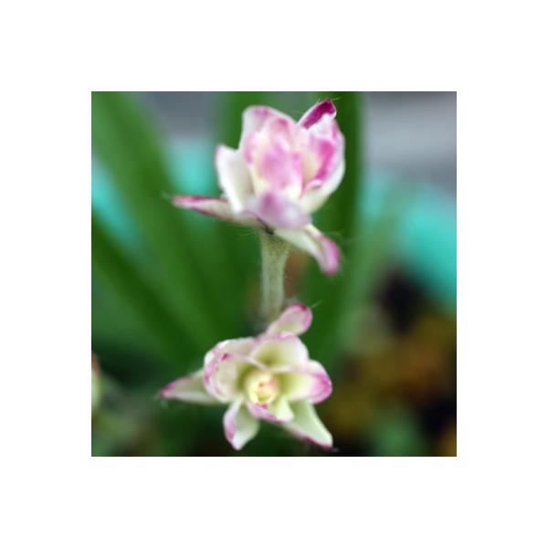 かわいらしい花が群生するロドヒポキシス。初夏に次々と咲きつづける、鉢植え、庭植え、ロックガーデンなどにも最適な花です。※詳しい商品説明は下のほうに記載があります