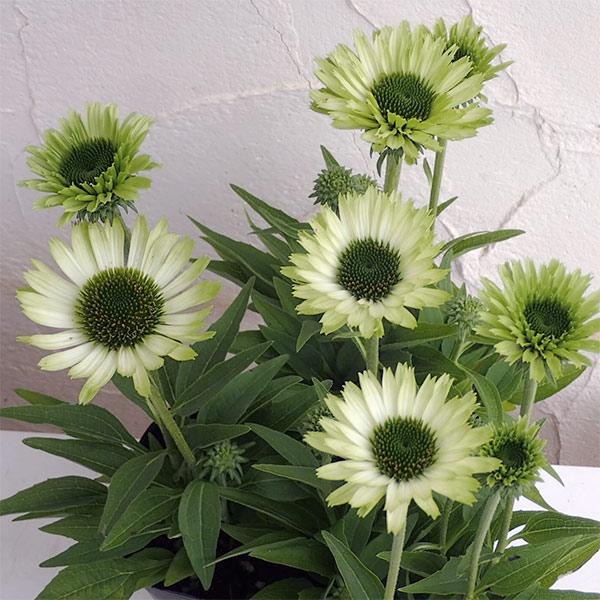 夏の花、エキナセア。印象的な花が花壇で人気です。夏の暑さに負けずに開花し続けます。切花やドライフラワーにも利用されます。グリーンジュエルはホワイト系の人気品種です。※詳しい商品説明は下のほうに記載があります