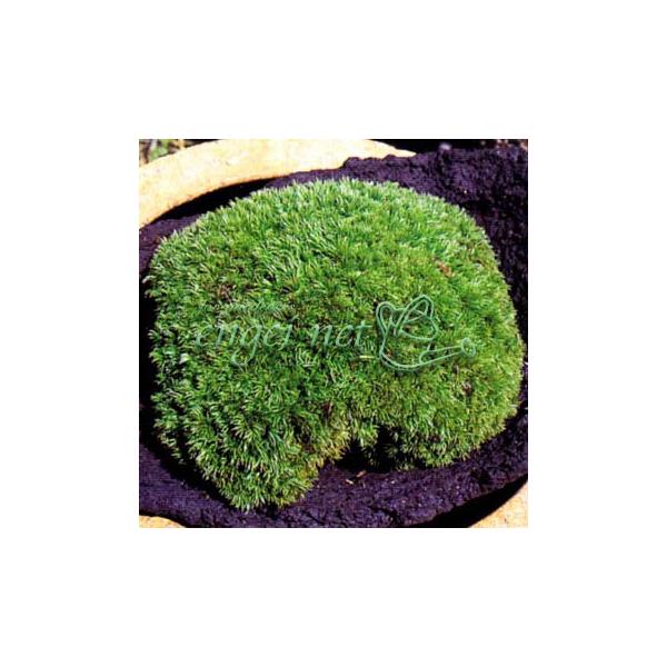 乾燥につよく、苔玉盆栽や石付け、寄せ植えなどに最適です。あるいは、乾燥しすぎる用土などにばらして配合すると水もちがよくなるなど、いろいろな利用法のある苔です。乾燥気味を好むので、多湿を好む素材とは合いません。トレーに入れた状態でお届けします...