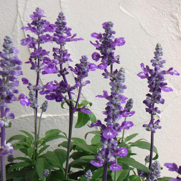 花壇に人気のブルーサルビア。密に葉が茂りさわやかなブルーの花穂を立ち上げます。花壇植えの群植や寄せ植えなどにおすすめです。※詳しい商品説明は下のほうに記載があります