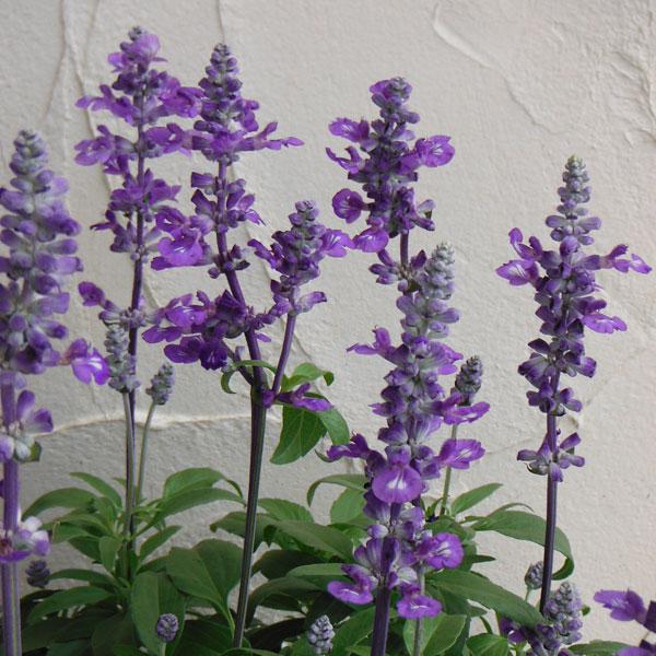 花壇に人気のブルーサルビア。密に葉が茂りさわやかなブルーの花穂を立ち上げます。花壇植えの群植や寄せ植えなどにおすすめです。※詳しい商品説明は下のほうに記載があります