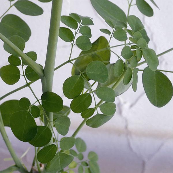 ★この植物の特性上、苗の間は葉にカスレが出ることがあります。病気ではありませんのでそのままお届けします★北インドやフィリピンで多く栽培される奇跡の木、モリンガ。1年で数メートルになる驚異の成長力を持っています。約90種の栄養素を持つ健康植物...