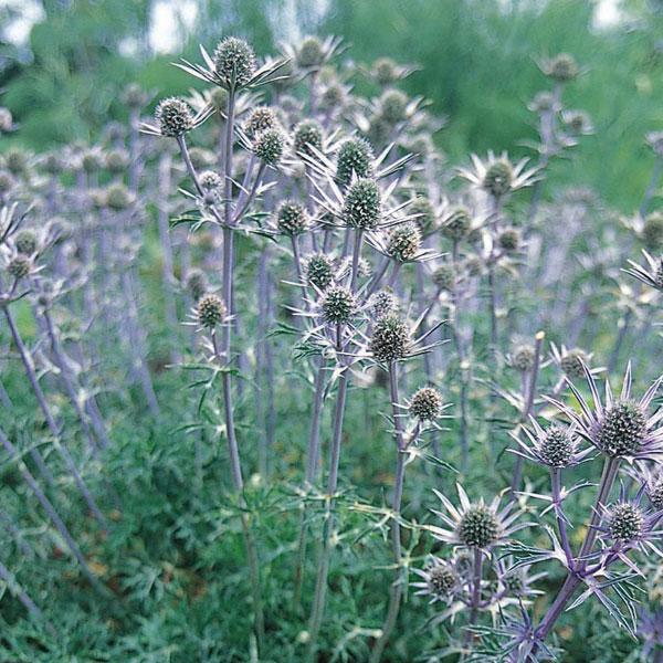 ドライフラワーや生花のアレンジメントで人気のエリンジウム。メタリックブルーに輝くオーナメンタルプラントです。青く小さなマツカサ状の花が小枝にたくさんつきます。暑さに強く、乾燥した場所を好み、花壇に向きます。また、切花やドライフラワーとしても...