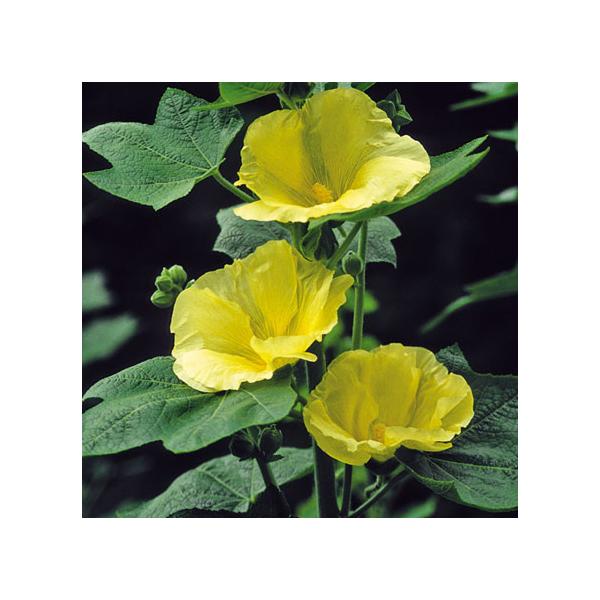 ★入荷から日数が経ったためセール価格となりました。商品の状態は画像と異なる場合があります。★花の少ない夏場に楽しく花壇を彩るタチアオイ。大柄で夏の暑さに負けない力強さと、華やかな花。夏の主役を演じるにふさわしい多年草です。※詳しい商品説明は...