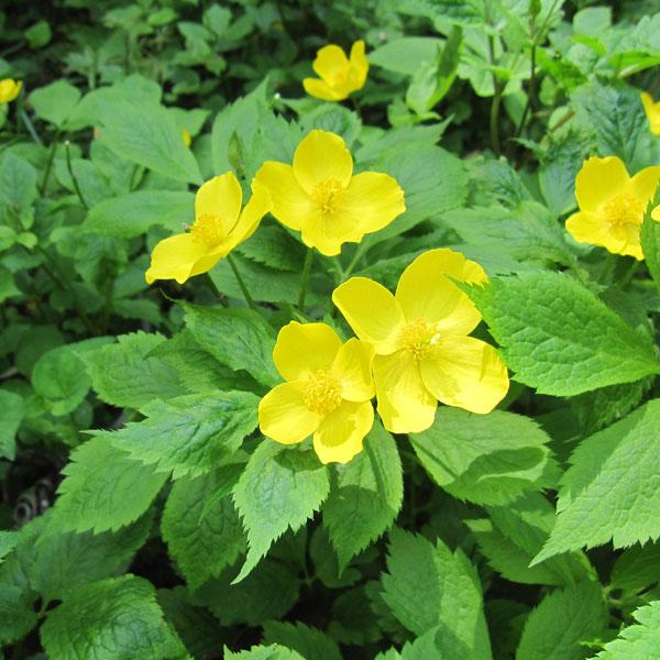 山吹草は山地の樹陰などに自生するケシ科の宿根草。別名クサヤマブキです。春に咲く山吹によく似た4弁の黄色の花を咲かせます。お庭の下草としてよく植えられますが、切花にして茶花にも利用することができます。葉や茎を切ると出てくる汁液は有毒なのでご注...