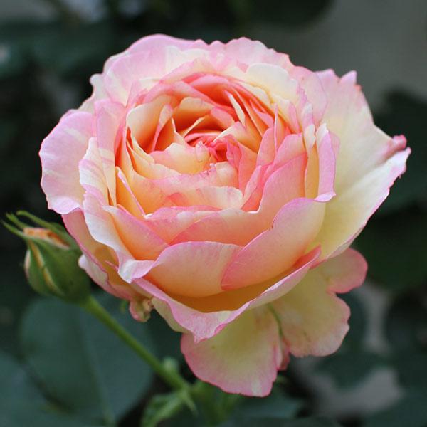 ペッシュ・ボンボンは切れ込みが入る花弁がたっぷりと重なって、個性的なシルエットの大輪咲きになります。花弁は淡い黄色からグラデーションがかってピンクの縁取りがが入ったり、絞りになったり様々な表情を見せます。ショートクライマーとしてアーチやオベ...