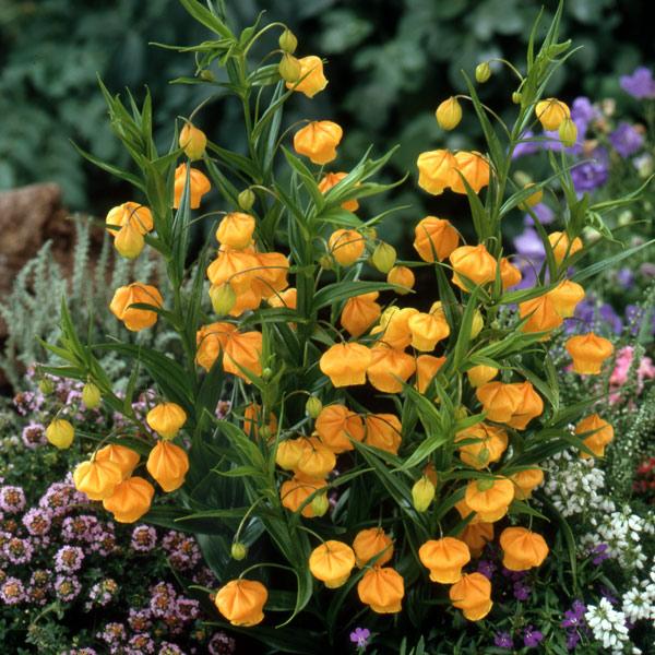 南アフリカ原産のかわいいベルのような花。切花として大人気となりましたが、家庭でも簡単に育てられる球根植物です。その名は発見者「サンダーソン」にちなんでいます。イギリスではクリスマスベルの愛称で親しまれています。花もちがよく、1つの花は1週間...