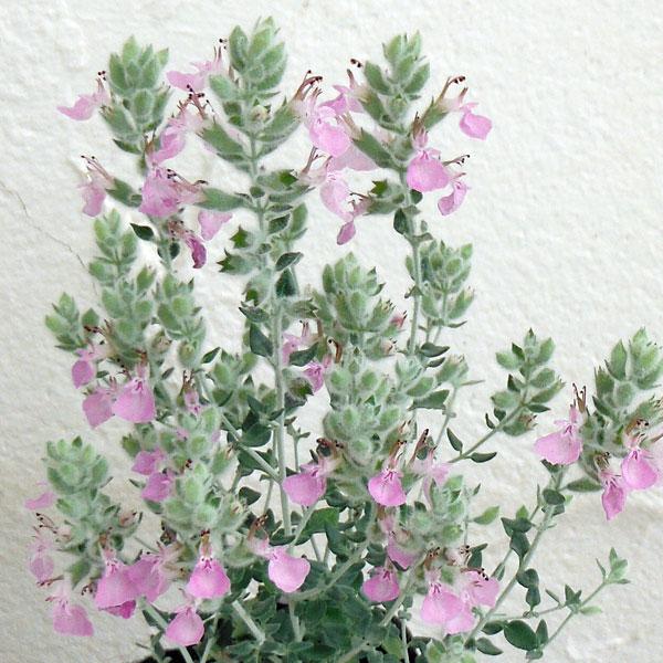 シルバーリーフにピンクの花を咲かせるウォールジャーマンダーの仲間 キャットタイムはウォールジャーマンダーの仲間でタイムではありあせん。夏にピンクの花を咲かせ、シルバーグリーンの葉がとても綺麗で、鉢植えや花壇におすすめです。また、ネコが好む香...