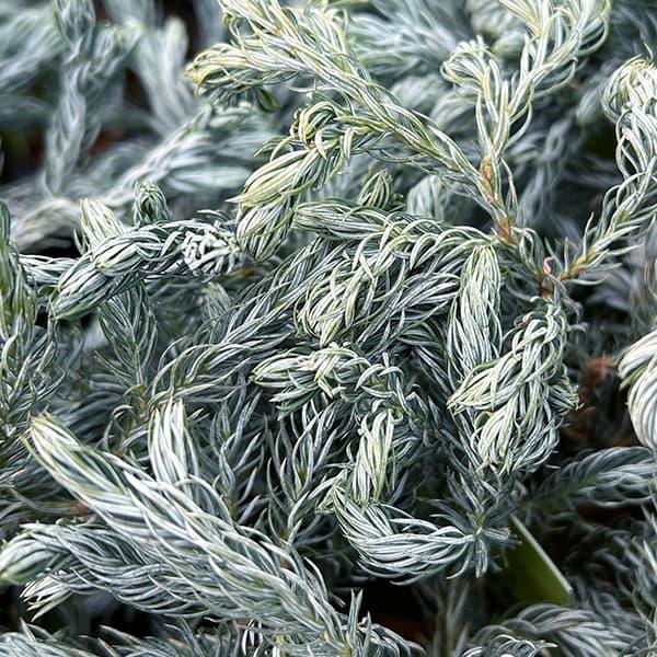 ★入荷から日数が経ったためセール価格となりました。商品の状態は画像と異なる場合があります。★ブルーバードは緑青系の葉色で、葉裏が灰色がかった美しい色、年間を通して葉色の変化はそれほどありません。刈り込みに耐えるのでトピアリー等の仕立物にも向...