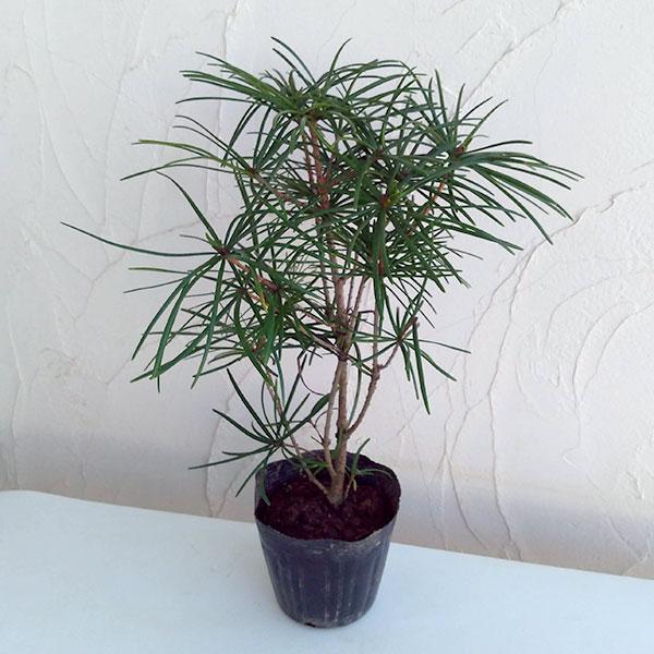 ★入荷から日数が経ったためセール価格となりました。商品の状態は画像と異なる場合があります。★コウヤマキは世界三大美木のひとつといわれ、和歌山県の高野山に多く、常緑針葉樹のなかでも気品ある品種として好まれています。円錐形で成木になっても樹形は...