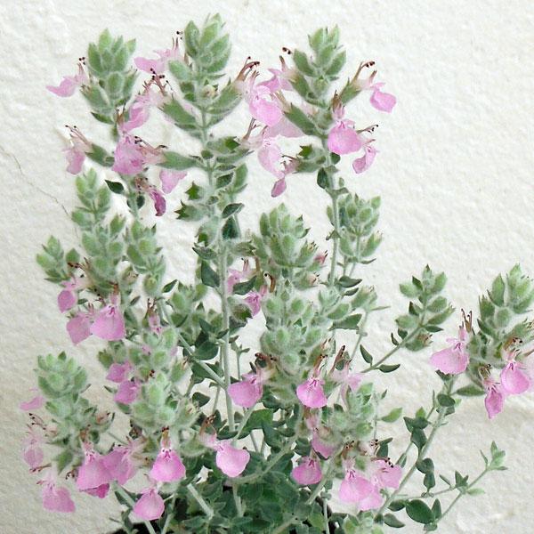 キャットタイムはウォールジャーマンダーの仲間でタイムではありあせん。夏にピンクの花を咲かせ、シルバーグリーンの葉がとても綺麗で、鉢植えや花壇におすすめです。また、ネコが好む香りがします。ハーブティーやポプリにも利用できます。※詳しい商品説明...