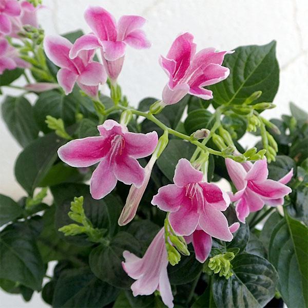 アシスタシアは東南アジア〜アフリカ原産で清楚で可憐なピンクの一重の花を咲かせる多年草です。開花期間が長く、春から秋までずっと咲き続けます。寄せ植えや室内用の花鉢としてお楽しみ下さい。非常に花付きの良い植物です。別名タイノオモイデとも呼ばれて...