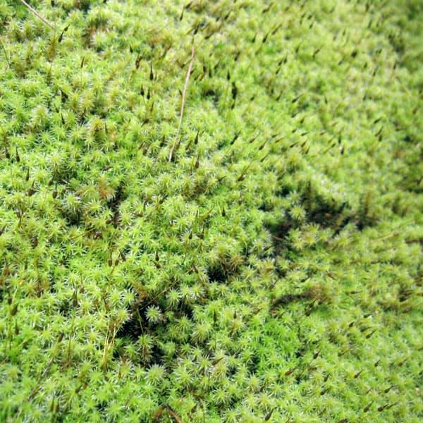 スナゴケは河川や山地の日当たりのよい砂地や石垣の間に自生する苔の仲間。湿った場所を好み、日向で元気に育つ強健な品種です。日向での栽培に適した品種で、乾燥に強く、雨水だけでも育ちます。二酸化炭素を削減し、地球温暖化を抑制する効果が期待され、屋...
