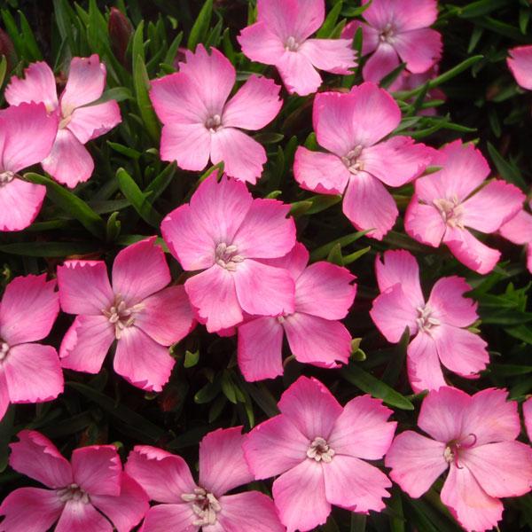 超極わい性の四季咲きナデシコです。年間を通して緑の葉を茂らせ、ほぼ周年花を咲かせます。花首が無い（栽培環境によっては僅かに伸びる）のが最大の特徴で、芝生の上に花を散りばめたように開花します。花後の咲き殻が目立つことも無く、特に手入れをしなく...