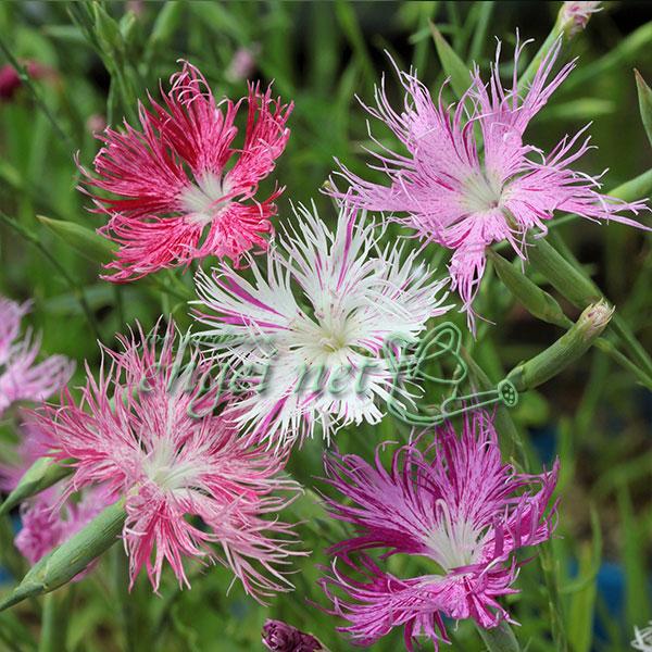 秋の七草に数えられる、清楚なかわらなでしこ。珍しい絞り咲きです。※絞りの入り具合は個体によりばらつきがございますのでご了承ください（年によっては、単色で咲く場合もありますが、また絞りに戻ります）。耐寒性もあり丈夫で育てやすく、晩春から秋まで...