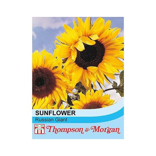 英国T&amp;M社の種です。大型のひまわりです。広くスペースをとって育てると、直径30cmほどになる大きな黄色の花を3mの高さになる植物に咲かせます。物置やフェンスに植えて目隠しとして育てると良いでしょう。花が咲いた後に種が付くまでそのま...