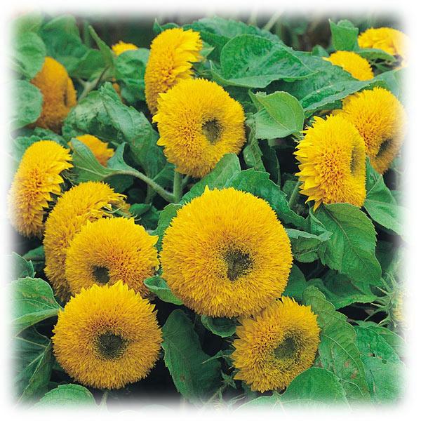 英国T&amp;M社の種です。大きくて八重で柔らかい感触のテディベアという花は、矮性で15cmになる完全に八重の黄色い花を咲かせます。ボーダーでとても目立ちますが、コンテナにもあいます。開花期が長く、花瓶にいけても印象的です。草丈は45cm...