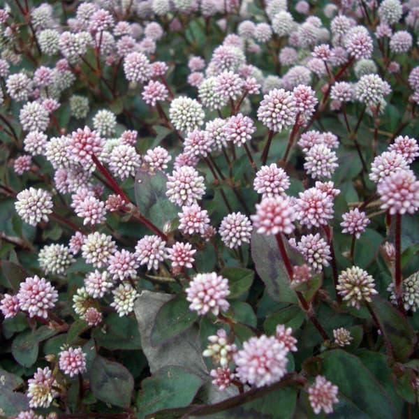 グランドカバーに最適の強健な多年草です。ヒマラヤ原産の丈夫な植物で、カーペットのようにほふくしながら地面を覆い、初夏から秋にかけてかわいいピンクの球状の花をたくさん咲かせます。鉢植えでもお楽しみいただけます。寒冷地では冬に地上部が枯れますの...