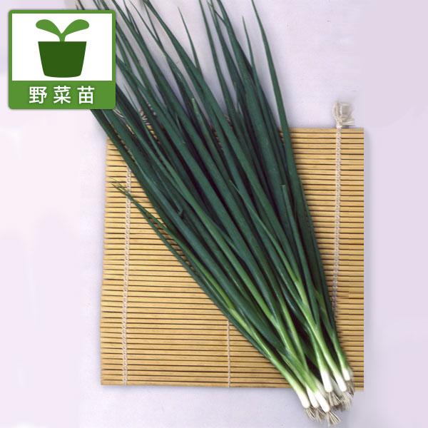 プランター栽培 ★入荷から日数が経ったためセール価格となりました。商品の状態は画像と異なる場合があります。★甘く、やわらかく、鍋物に最適な九条ネギの苗です。九条太ねぎは暑さ・寒さに強く、家庭菜園で長く楽しめる品種です。葉が長くて、色濃く肉厚...