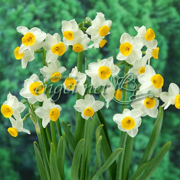 ★開花が進んでいるため特価です。★★入荷から日数が経ったためセール価格となりました。商品の状態は画像と異なる場合があります。★香りのよい日本水仙。厳冬の12〜2月頃に花を咲かせる水仙です。いち早く、春の訪れを告げてくれる花です。香りが豊かで...