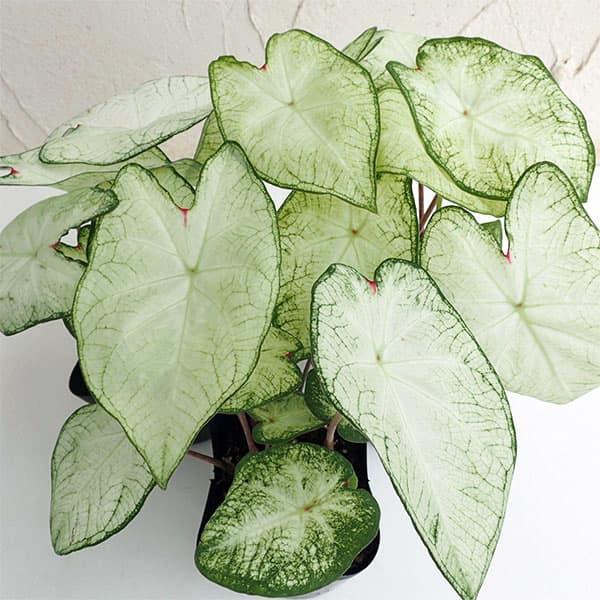 美しい葉色を楽しむ夏の観葉植物、カラジウム。この品種は一般的なカラジウムと同じく鉢植えで観葉植物として室内で楽しめますが、気温が高くなってきたら戸外に出し、徐々に強い日差しにならせば、夏の花壇で寄せ植えなどに使えます。葉焼けしにくく、古くな...