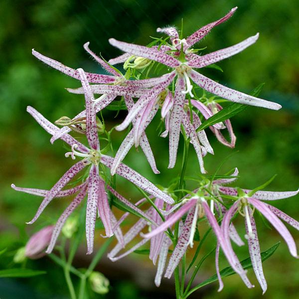 ホタルの飛び交う頃に花をつけるホタルブクロ。茶花や切花にもでき、丈夫でカンパニュラの中では育てやすい山野草ですのでビギナーの方にもおすすめです。コンテナや鉢植えに最適。栽培も容易です。ピンクオプトパスは袋状にならない変わり咲きタイプ。花色は...