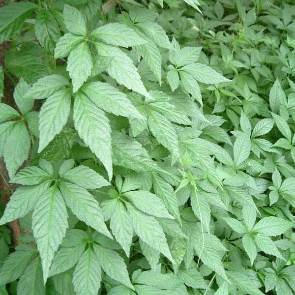 山地の樹林などに自生するウリ科の多年生つる植物。葉を噛むと甘味があります。（産地によっては甘みがなく苦いものもあります）※詳しい商品説明は下のほうに記載があります