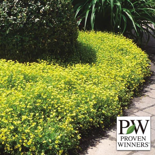 小さな可愛い黄色の花を次々と咲かせ、耐暑性・耐雨性・耐病性に優れた優秀な品種です。一般的には6月頃より開花が始まりますが、この品種は4〜5月頃より花をつけ始める早咲き種です。早咲き種は夏に弱い傾向がありますが、このゴールドダストは夏の暑さに...