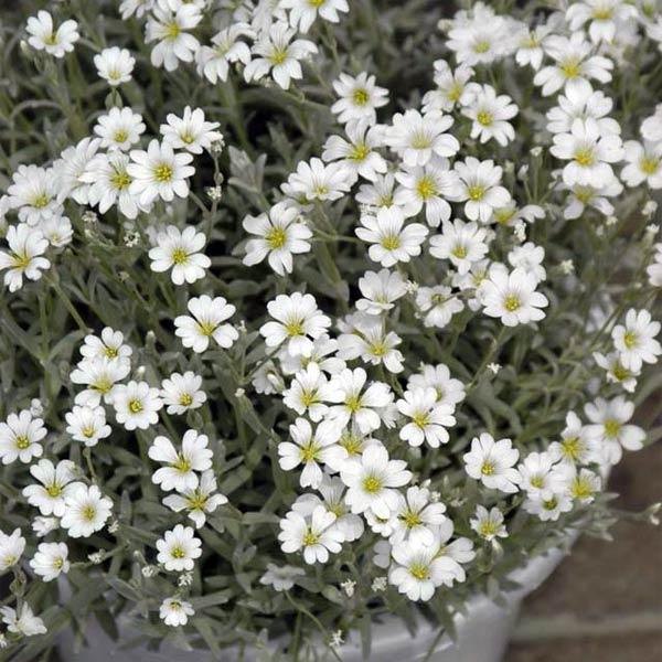 シルバーホワイトの葉を持ち、白い小さな花が咲き広がるロック・ガーデン用の植物です。乾燥に強く、育てやすく、植え放しにできるので便利。草丈15cm前後でカーペット状に広がります。葉は常緑なので、グランドカバーとして使ったり、石垣の間に植えると...