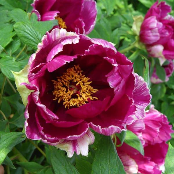 ★入荷から日数が経ったためセール価格となりました。商品の状態は画像と異なる場合があります。★花色は赤紫の暗色で白い覆輪が外側の花弁に現れます。一重咲品種です。覆輪の入り方には個体差があり、栽培環境によってはうまく入りにくい場合がありますので...