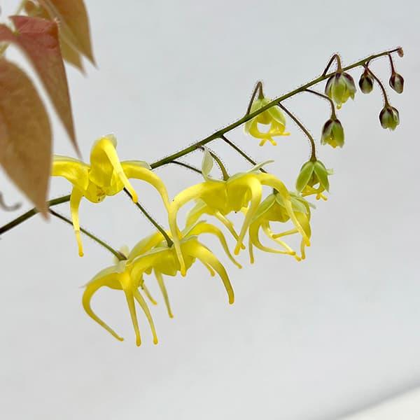 ダビディは中国産のイカリソウで、日本に自生するキバナイカリソウよりも黄色が濃い人気品種です。※詳しい商品説明は下のほうに記載があります