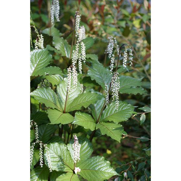 花の咲いた姿を静御前に見立てた山野草 ヒトリシズカは山すそや雑木林などに生える宿根草です。白い花穂が濃い緑の葉に抱かれるように咲く清楚な草姿に雅趣があり、小鉢仕立てなどで栽培されます。大株になると数十本の花穂が立ち、みごとです。4月はじめ頃...
