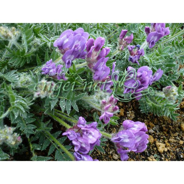 北海道・礼文島の日当たりのよい海岸や草原に自生し、初夏に赤紫色の小花を咲かせるマメ科の多年草です。産毛の生えた軟らかい葉にかわいい花が楽しめます。茎が地面を這うように横に伸びます。この品種は自生種よりも花色が濃い品種です。鉢植えでお楽しみく...