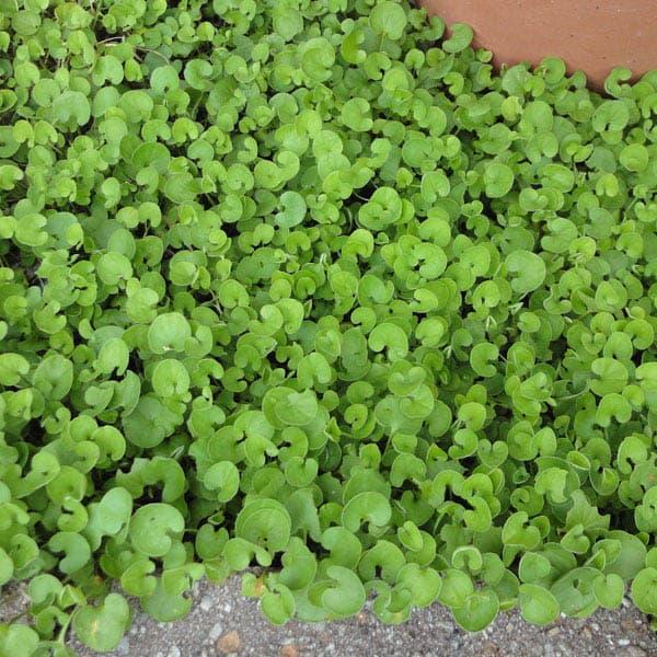 ダイカンドラはグランドカバーに適したヒルガオ科の多年草の種です。ほふく茎を伸ばして地面を広く覆います。耐暑性、耐陰性、耐湿性がすぐれていてやせ地でもよく生育するので、芝生が育たない場所のグランドカバーとして利用されます。また、土壌の侵食防止...