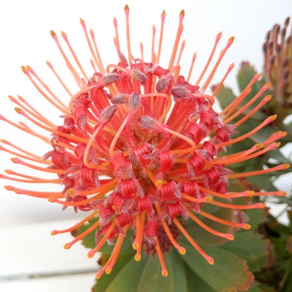 リューコスペルマムは南アフリカやオーストラリアの常緑低木です。通常はピンクッションとも呼ばれ、針山に針が刺さったようなとてもユニークな花を咲かせます。針のような花を触るとつんつんとした不思議な感触です。カーニバルレッドはオレンジピンクの鮮や...