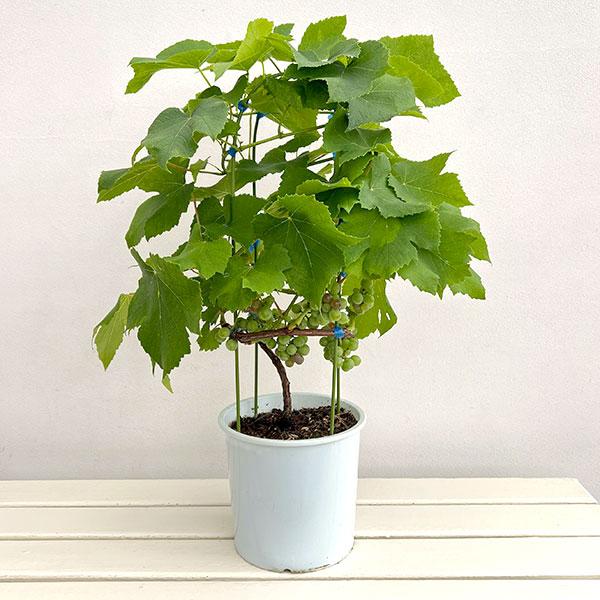 ★開花終了のため特価です。ギフトにはご利用いただけません。★★今季の結実は終了しております★とても甘い小粒ぶどう。病気も少なく、家庭で栽培しやすい品種です。自家受粉しますので、1本でも実がつきます。庭植え、または鉢植えでも楽しめます。ジベレ...