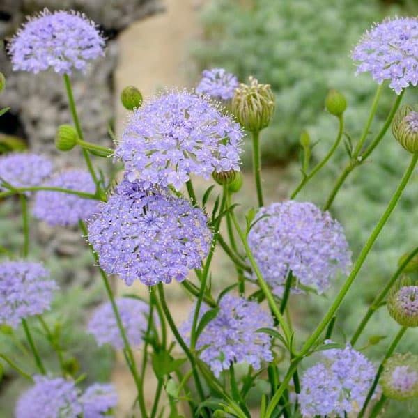 綺麗なブルーのレース状の花を咲かせる1年草です。分枝性も良く、草丈も高くなりますので切り花や立体的な花壇に向いています。名前の似ていますがホワイトレースフラワーとは別属になります。※詳しい商品説明は下のほうに記載があります
