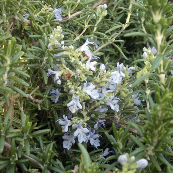 ★入荷から日数が経ったためセール価格となりました。商品の状態は画像と異なる場合があります。★カプリは淡いブルーの花を咲かせる半ほふく性（下垂性）品種です。淡いブルーの花を咲かせます。ハンギングバスケットや鉢植え、斜面の上などに植えると、垂れ...