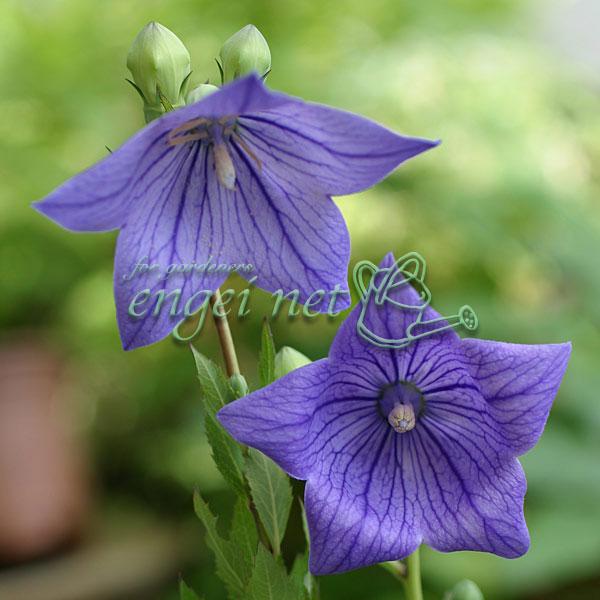 夏に咲く和の花 切り花、茶花に 野趣を楽しむ花として、昔から庭植えにされてきた桔梗。日本の庭にとても似合います。秋の七草に数えられる和の花ですが、自然環境下での開花は6-9月にかけて、実際には夏に咲く花です。清楚な雰囲気が魅力ですが、暑さ・...